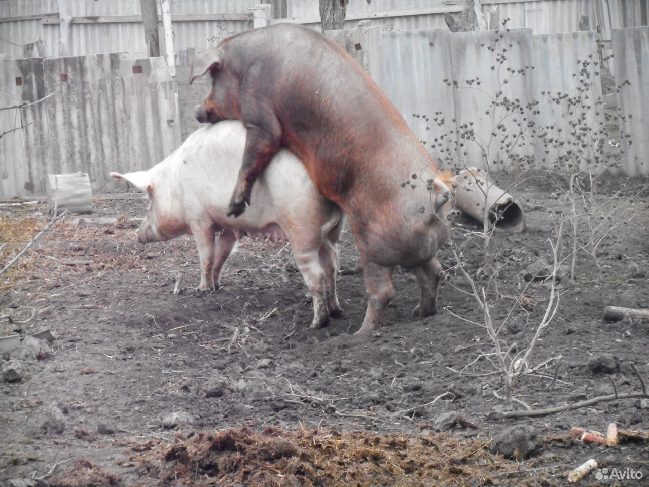 Хряк дюрок на случку