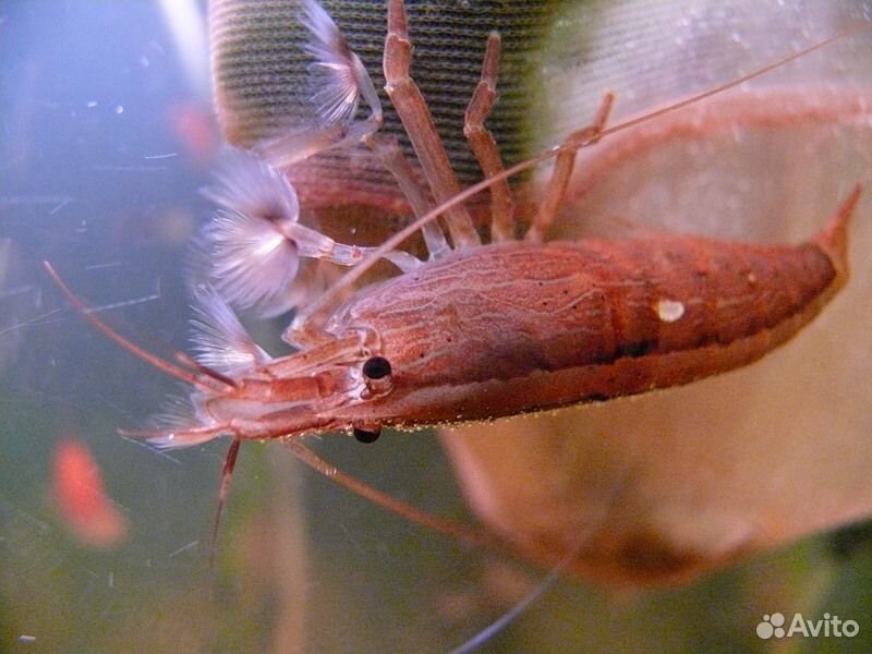 Фильтратор креветка.Банановый фильтратор