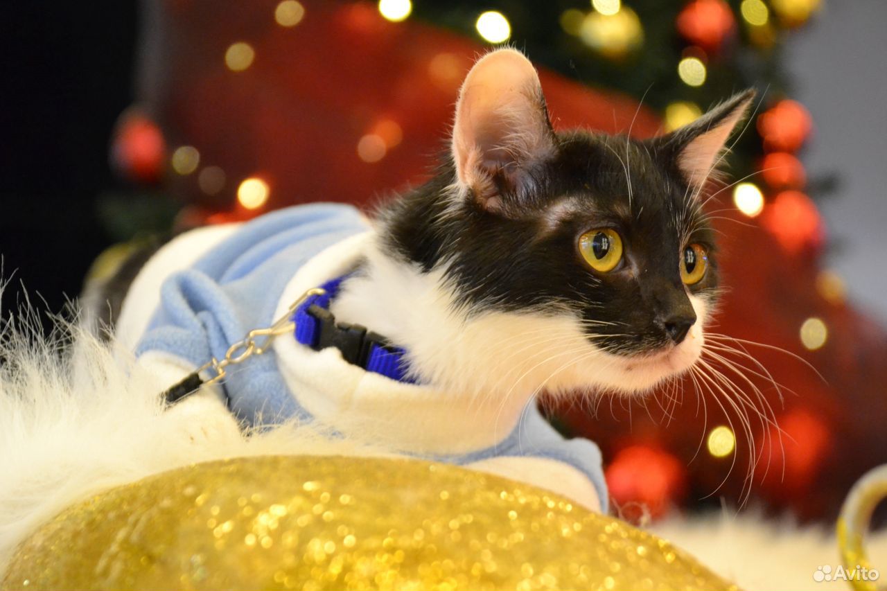 Котенок Том ищет дом