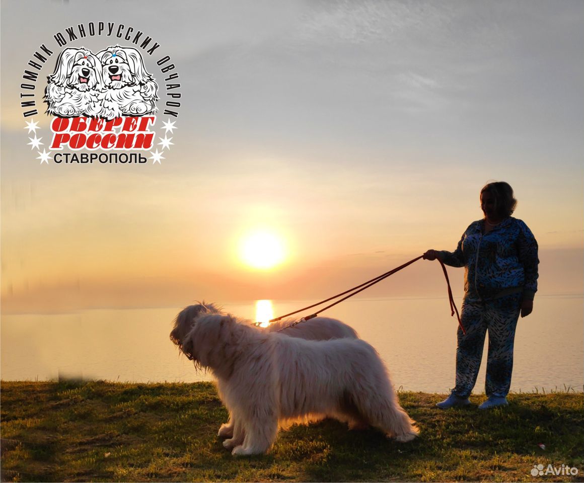 Пастушка, сторож, друг