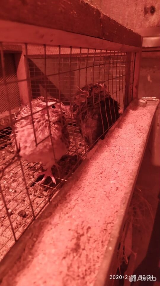 Суточные цыплята