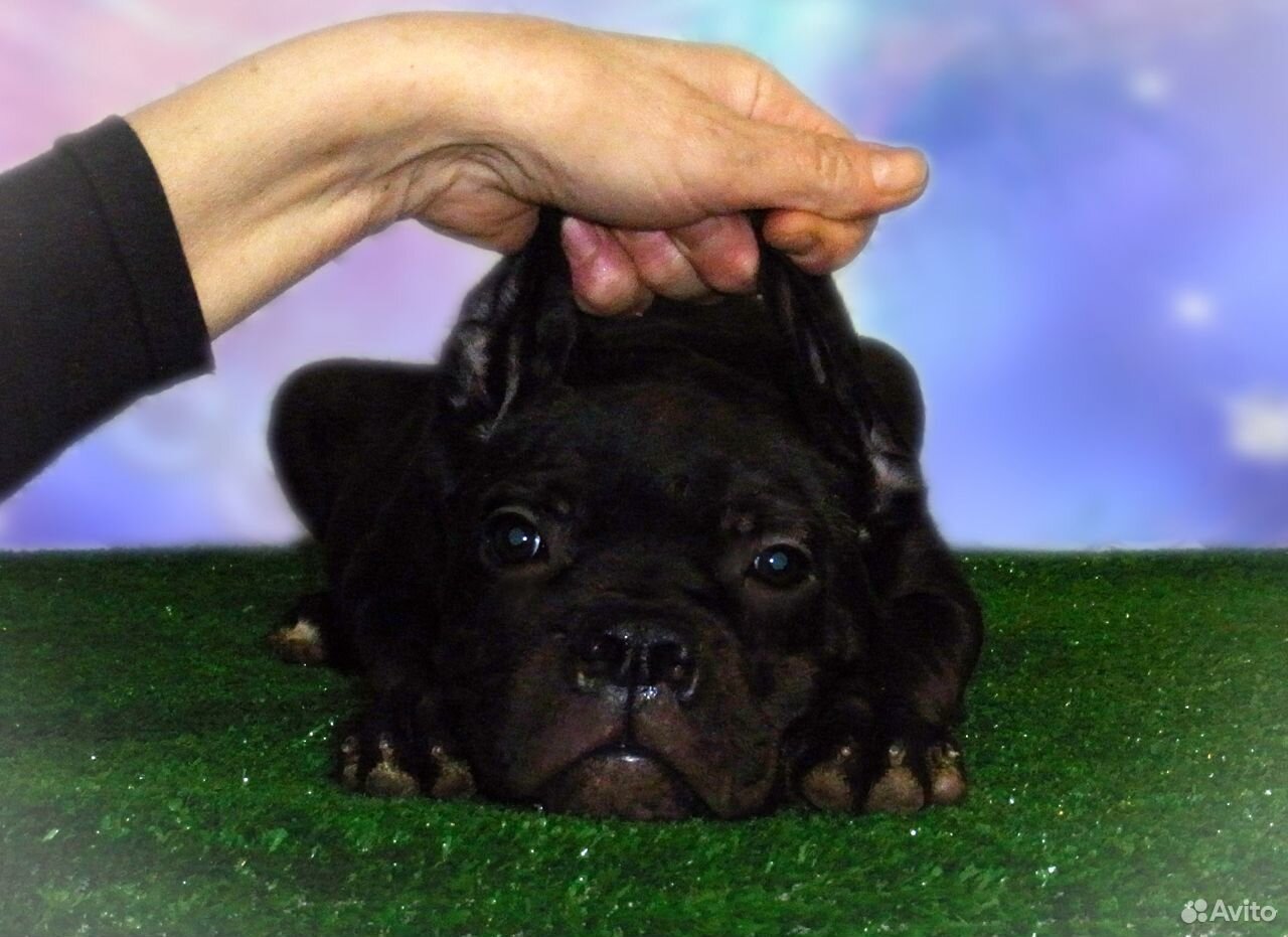 Очароваровательна черная красавица. кане корсо