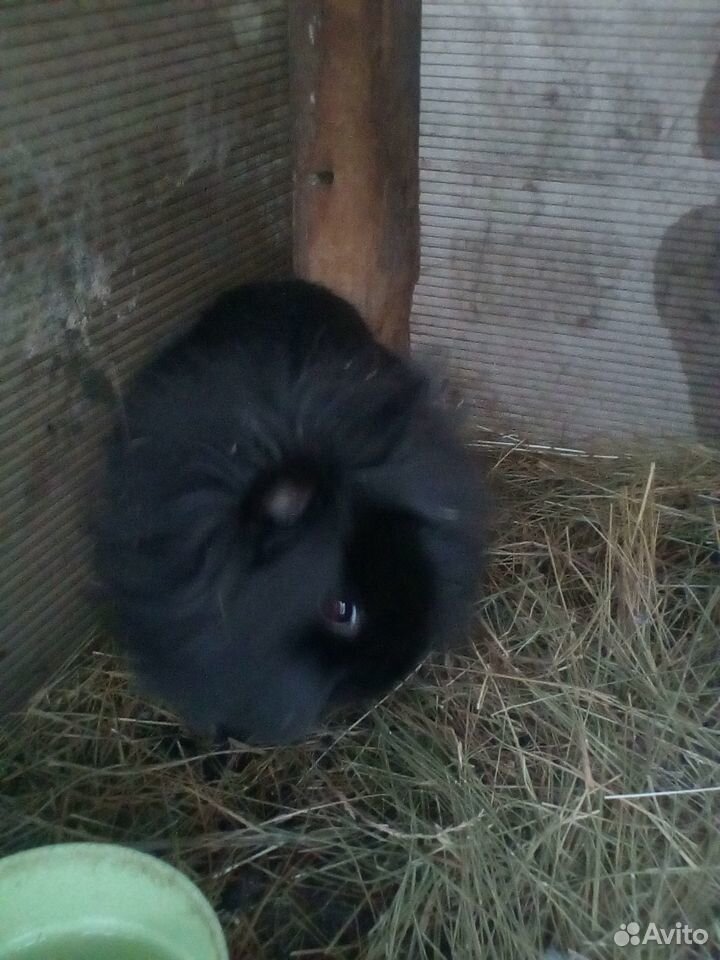 Супер мини карлик