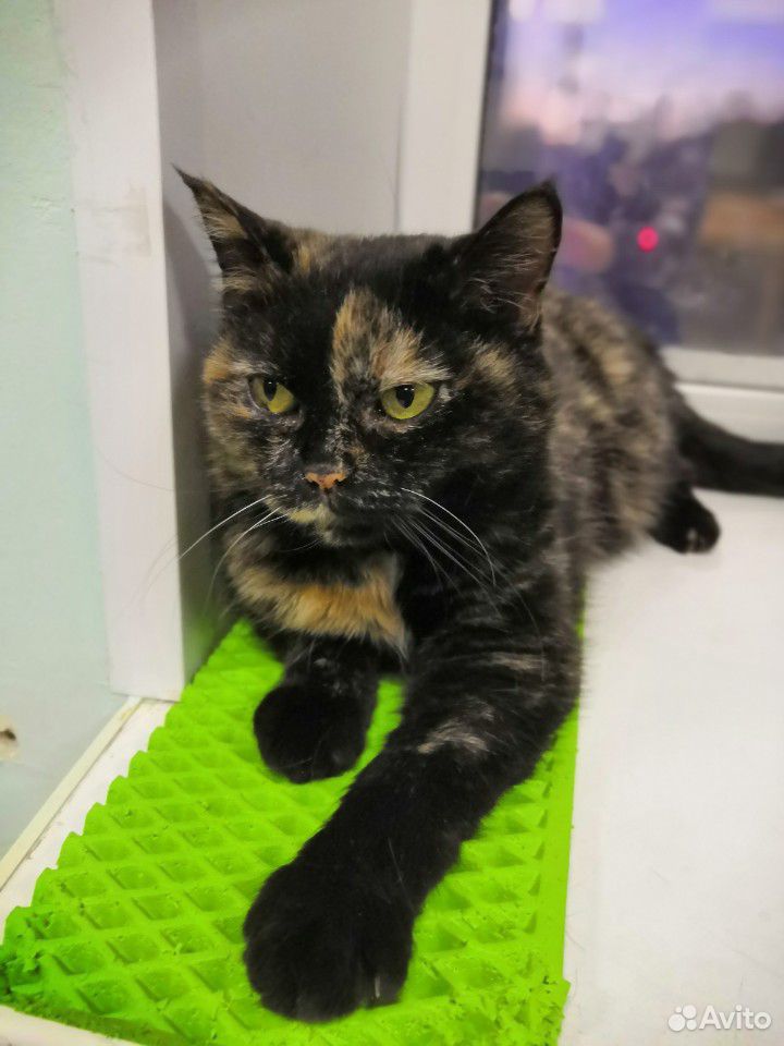 В добрые руки