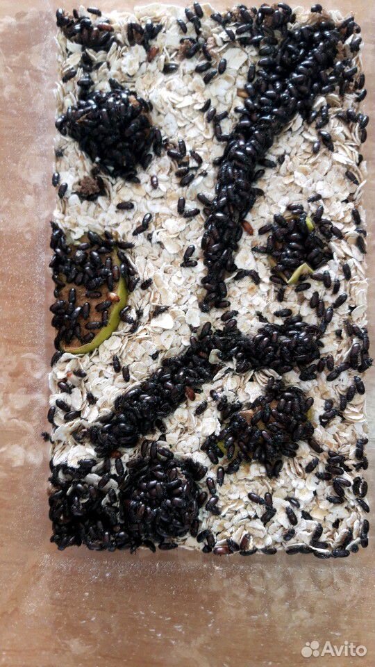 Жук знахарь (чернотелка)