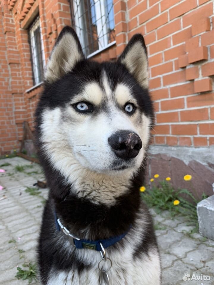Хаски кобель для вязки