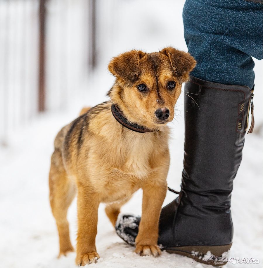 Собака Шаня - возраст около года