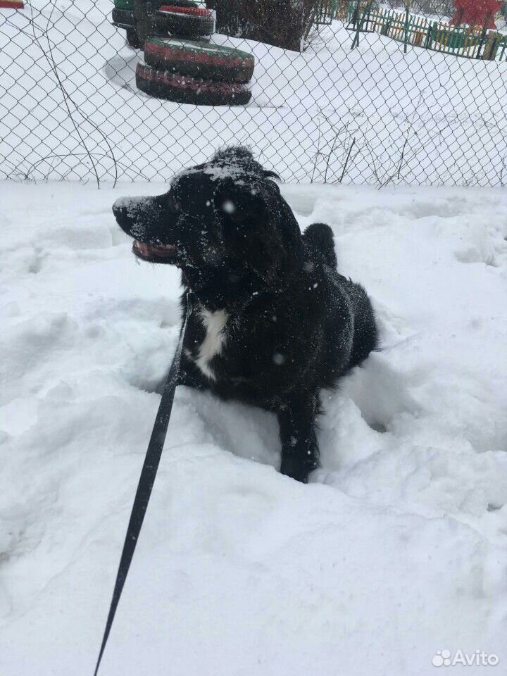 Королевишна в поисках дворца