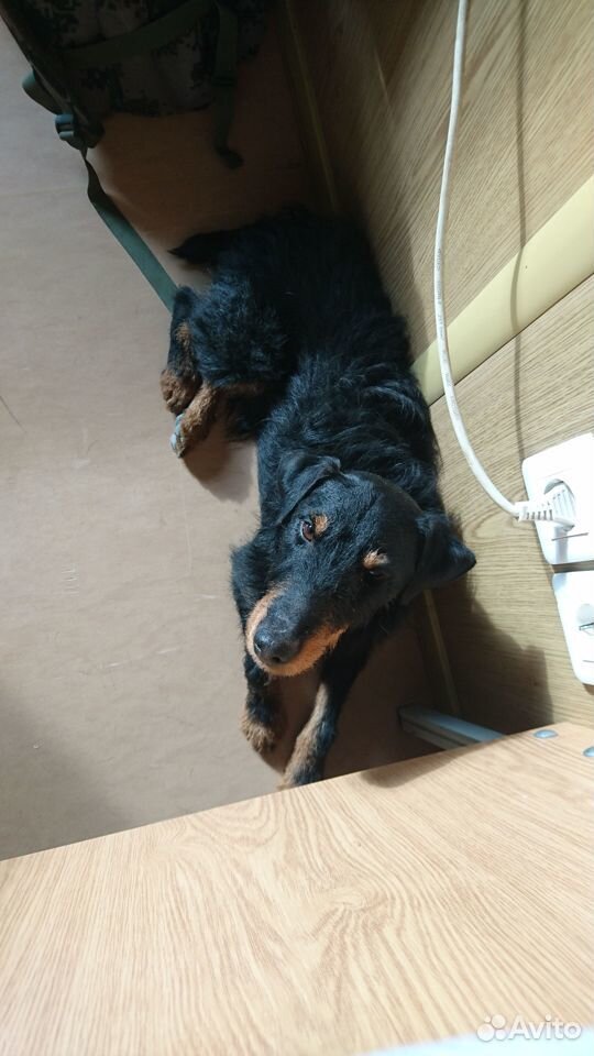 Ягдтерьер для вязки