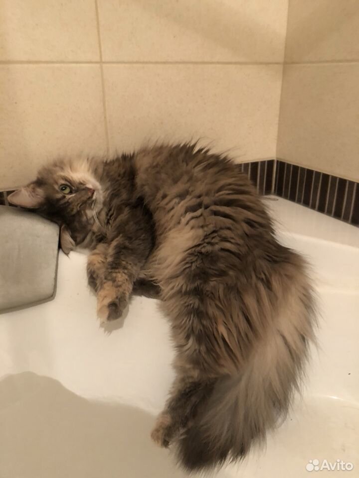 Элис, одноглазка, стерилизована, в добрые руки