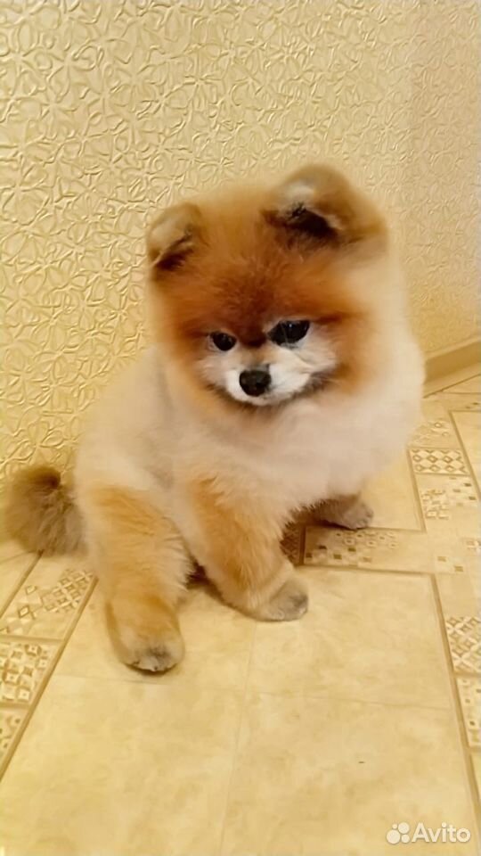 Шпиц вязка
