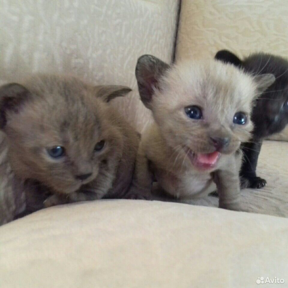 Бурманские и бомбейские котята