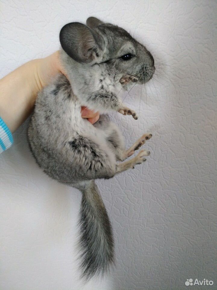 Шиншилла девочка 3.5 месяца
