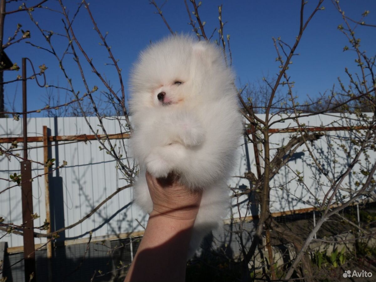 Шпиц