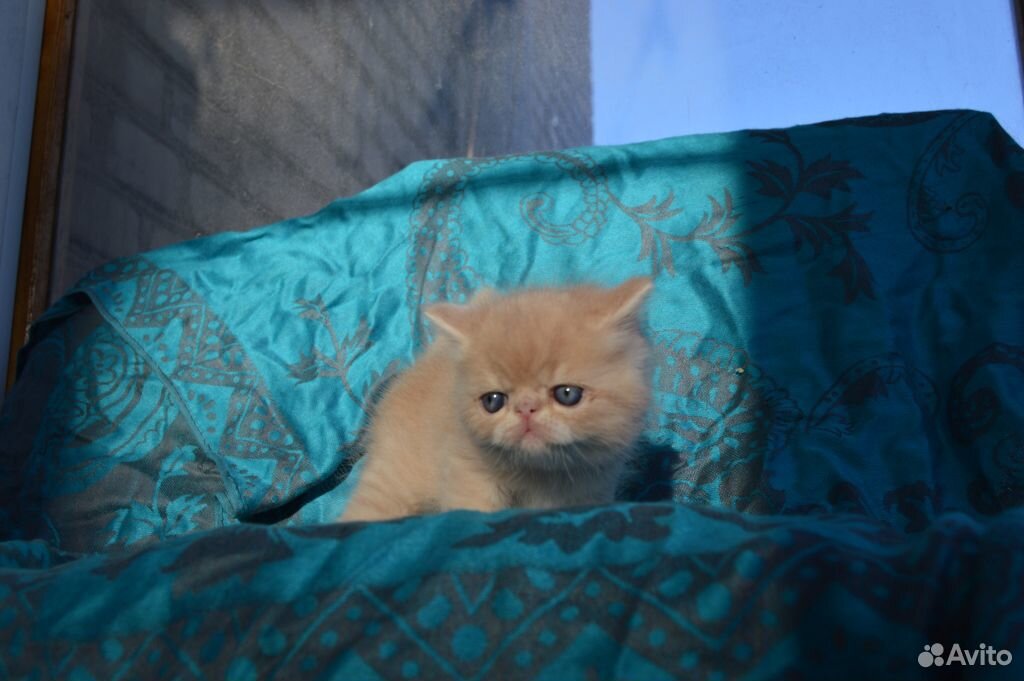 Котята экзоты