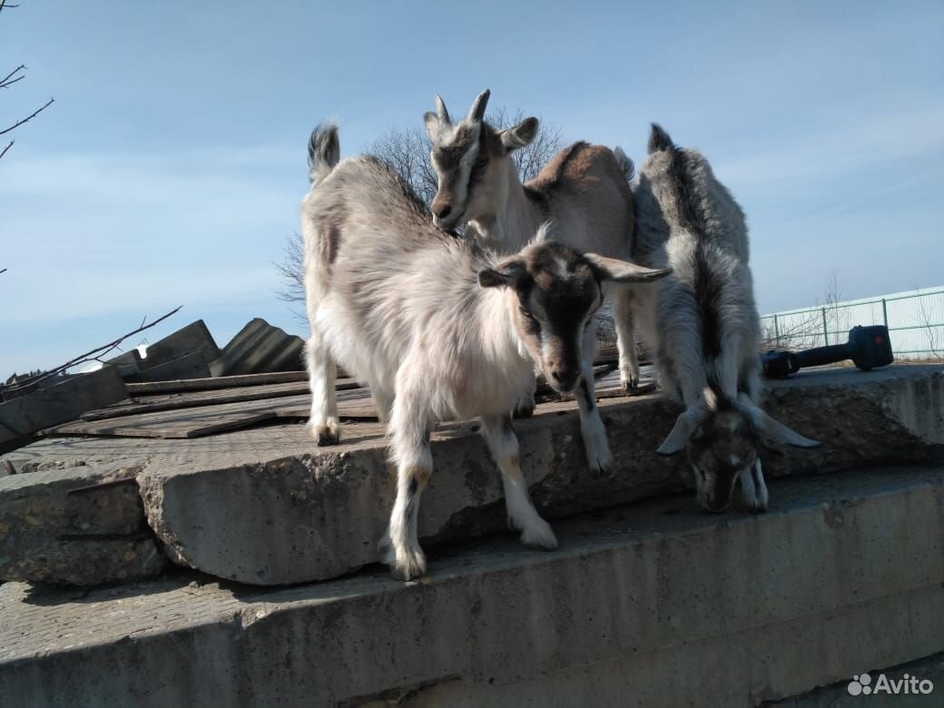 Три юные козочки на продажу