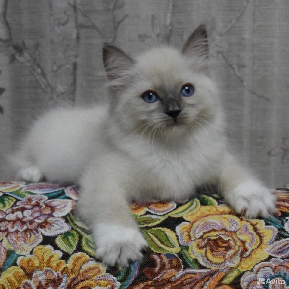 Регдолл мальчик