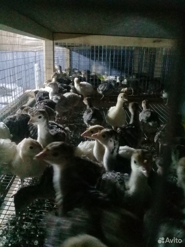 Подрощенные индюшата