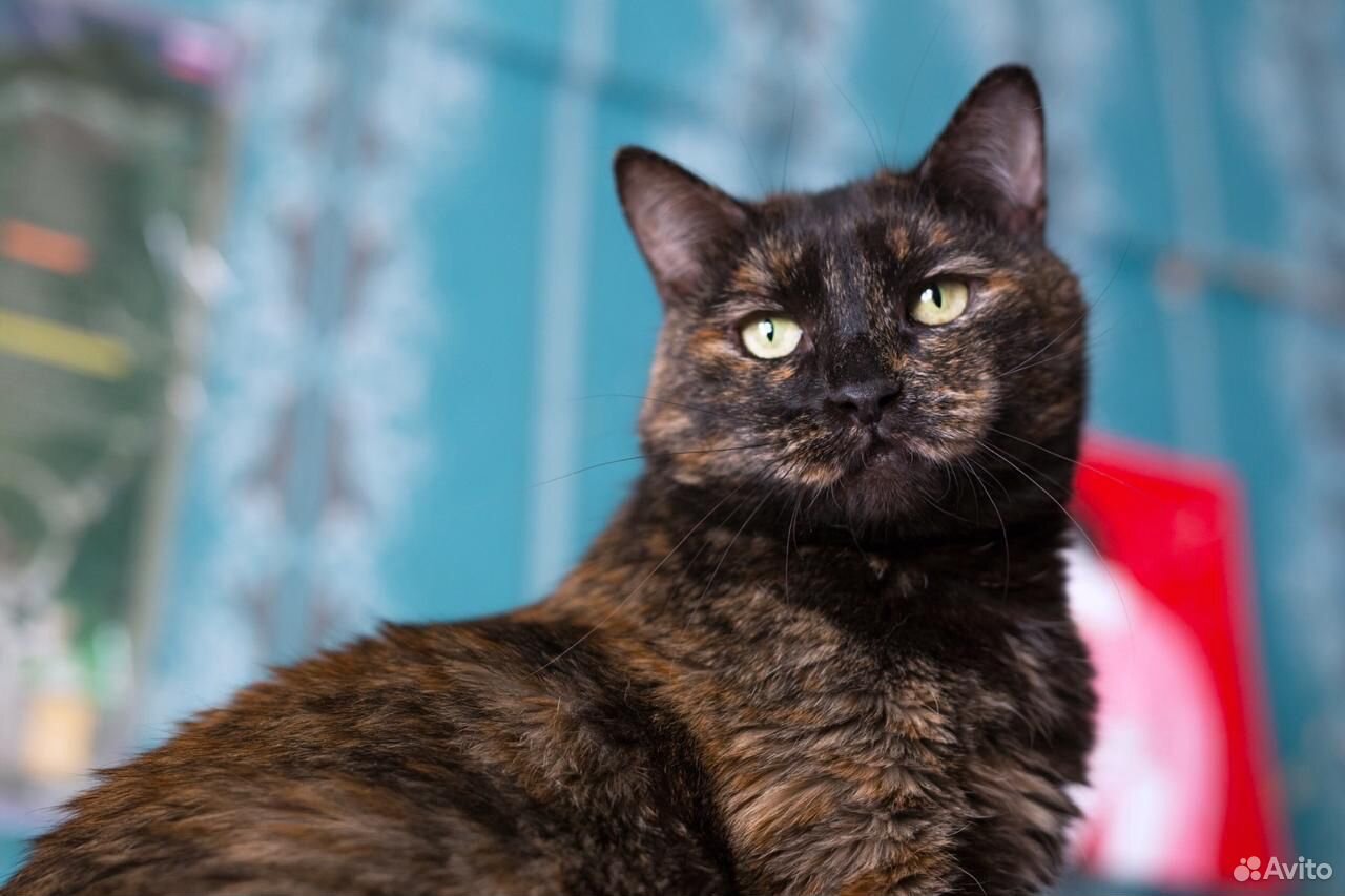 Нежная красавица Веста ждёт свою семью