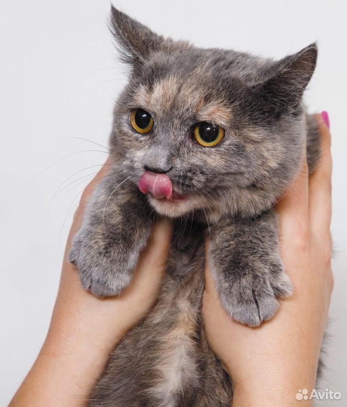 Кошка Микелла ищет хозяина. Отдадим в хорошие руки