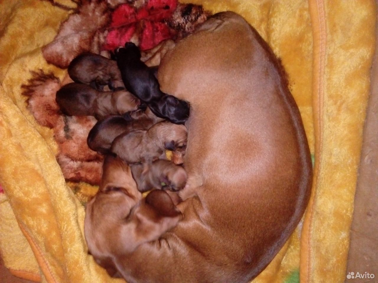 Щенки таксы