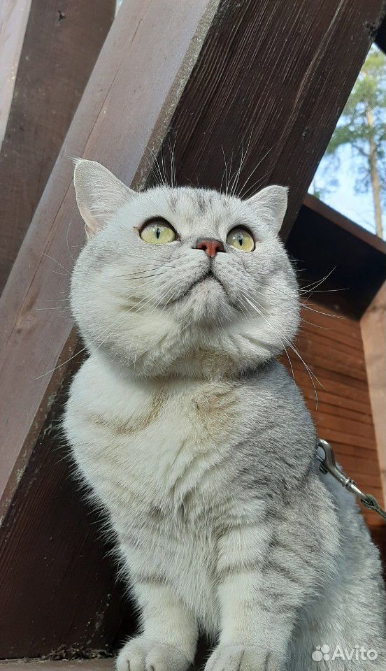 Британский кот ждёт кошечку