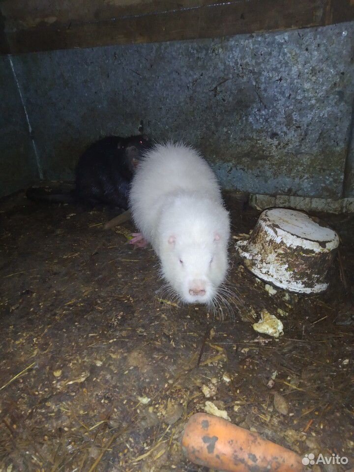 Самец нутрии,2 года,белый,крупный.2.500
