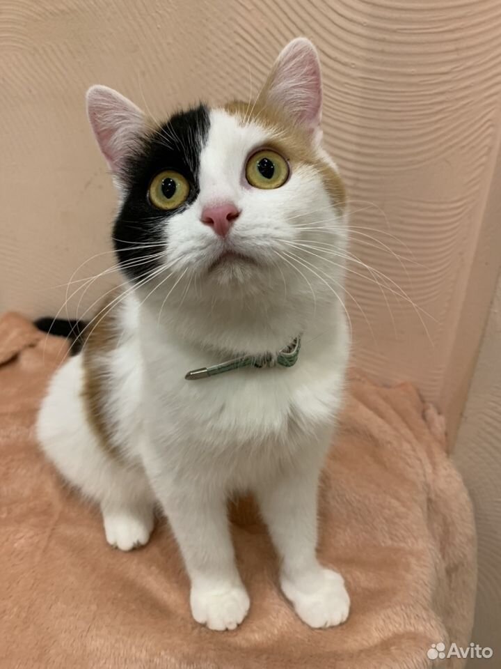 Кошка Маффин 1,5 года ищет дом