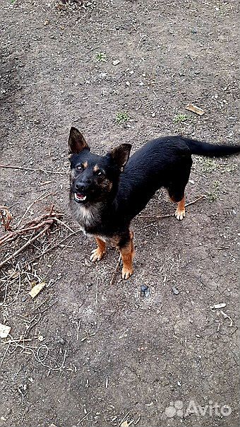 Собака стерилизованная