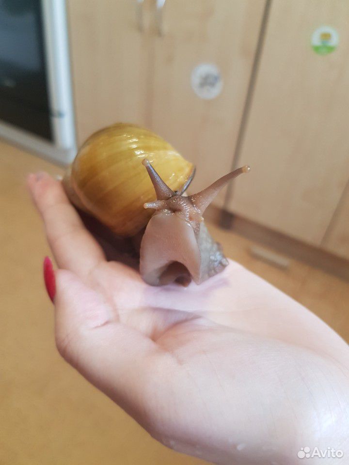 Улитки ахатины