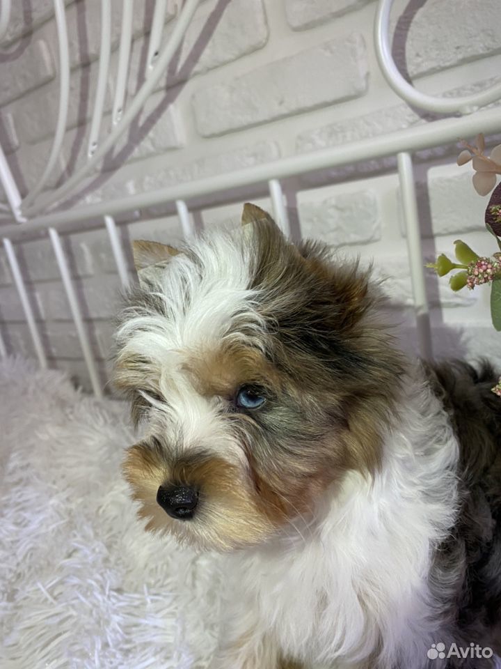 Голубоглазый Йорк блуберри