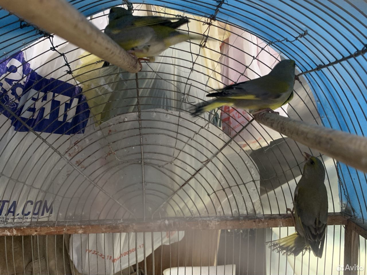 Дикие птицы,юрки