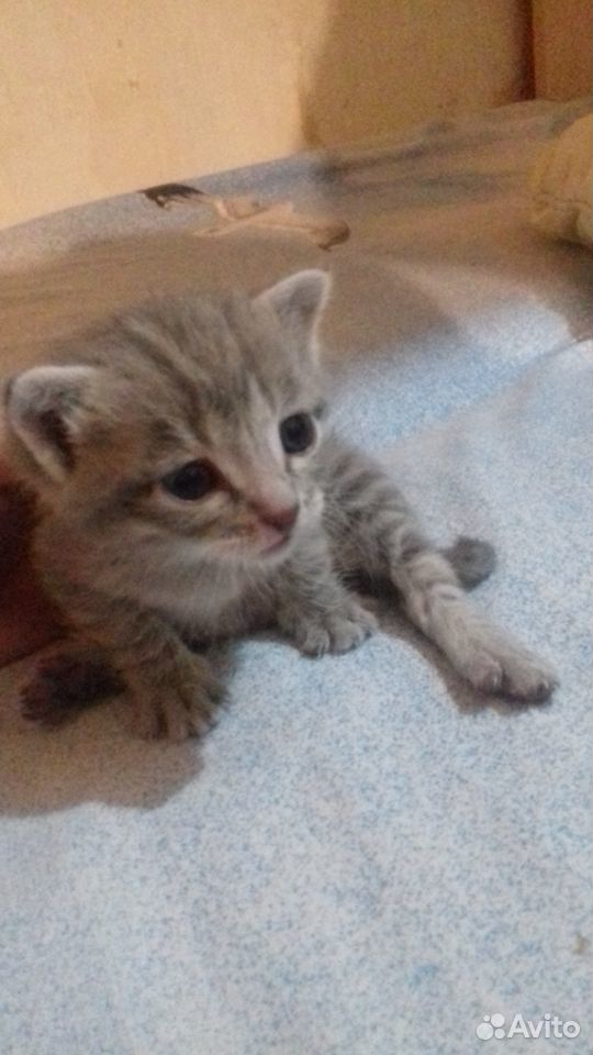 Пристраиваю котят найденышей