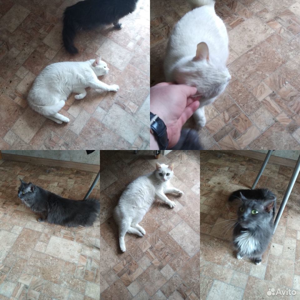 Кошка