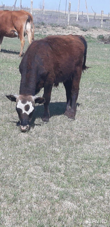 2 бычка 2 телки
