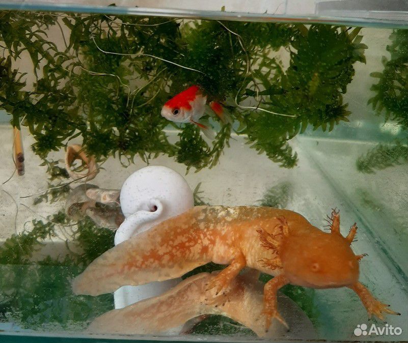 Аксолотль