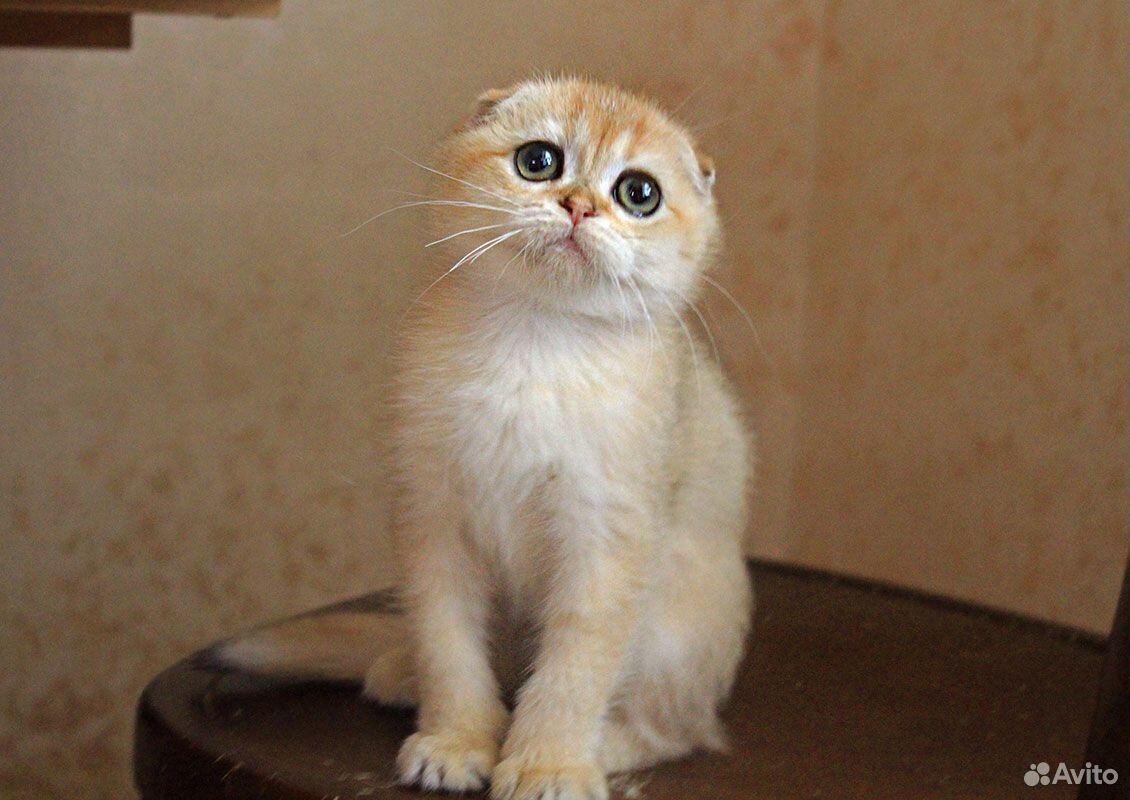 Хурма - золотая кошечка скоттиш-фолд