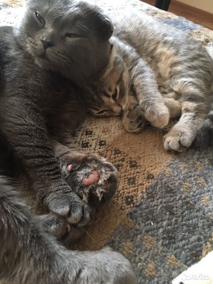 Кошка