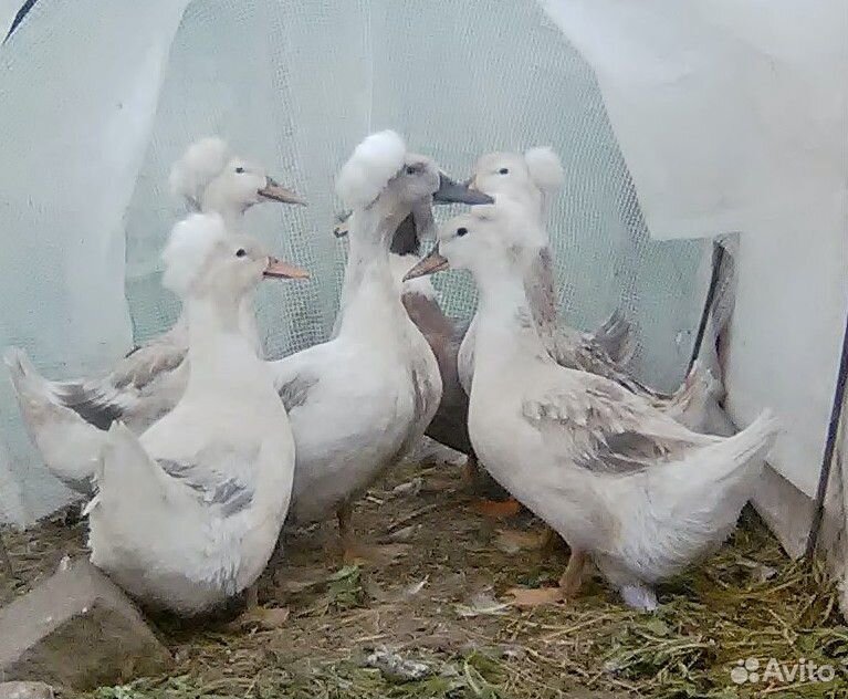 Семья хохлатых уток