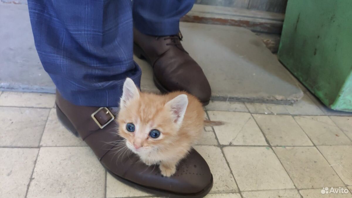 Котята с завода