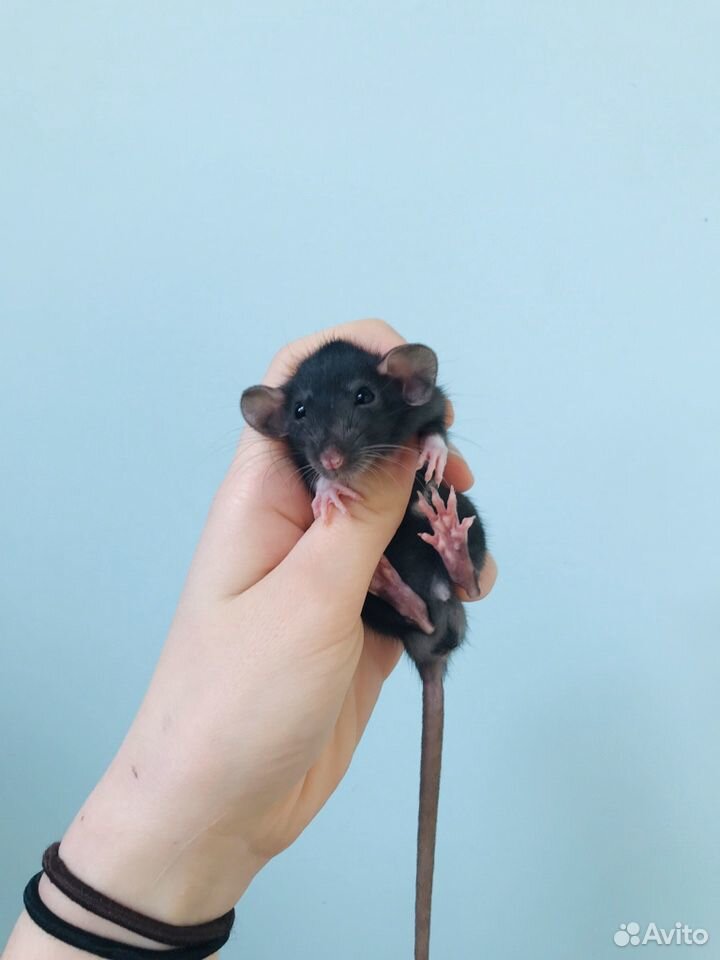 Крысы, крысята дамбо. Черный (Black )
