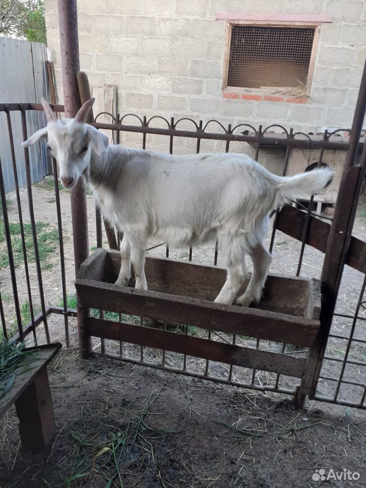Продается козленок. Возраст 2 месяца