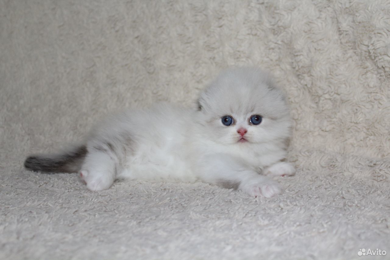 Голубоглазый шикарный Колобок