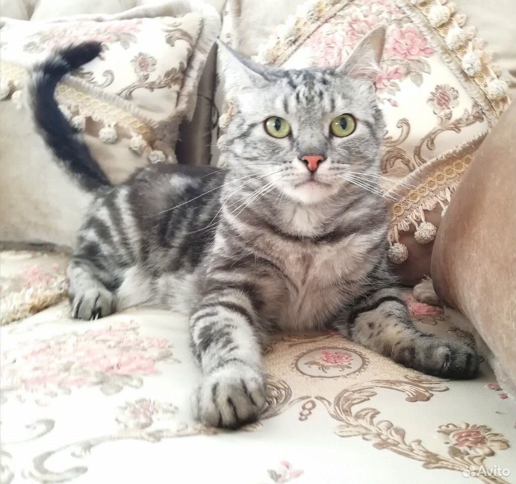 Красавец Лавруша ищет дом