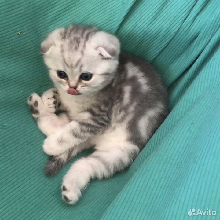 Котёнок девочка шотландская вислоухая фолд