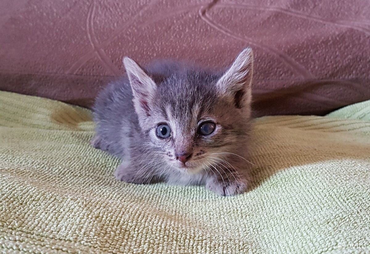 Котенок, Пуша, 1,5 мес, ищет дом