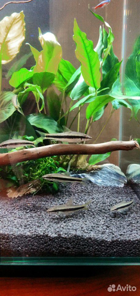 Сиамский водорослеед