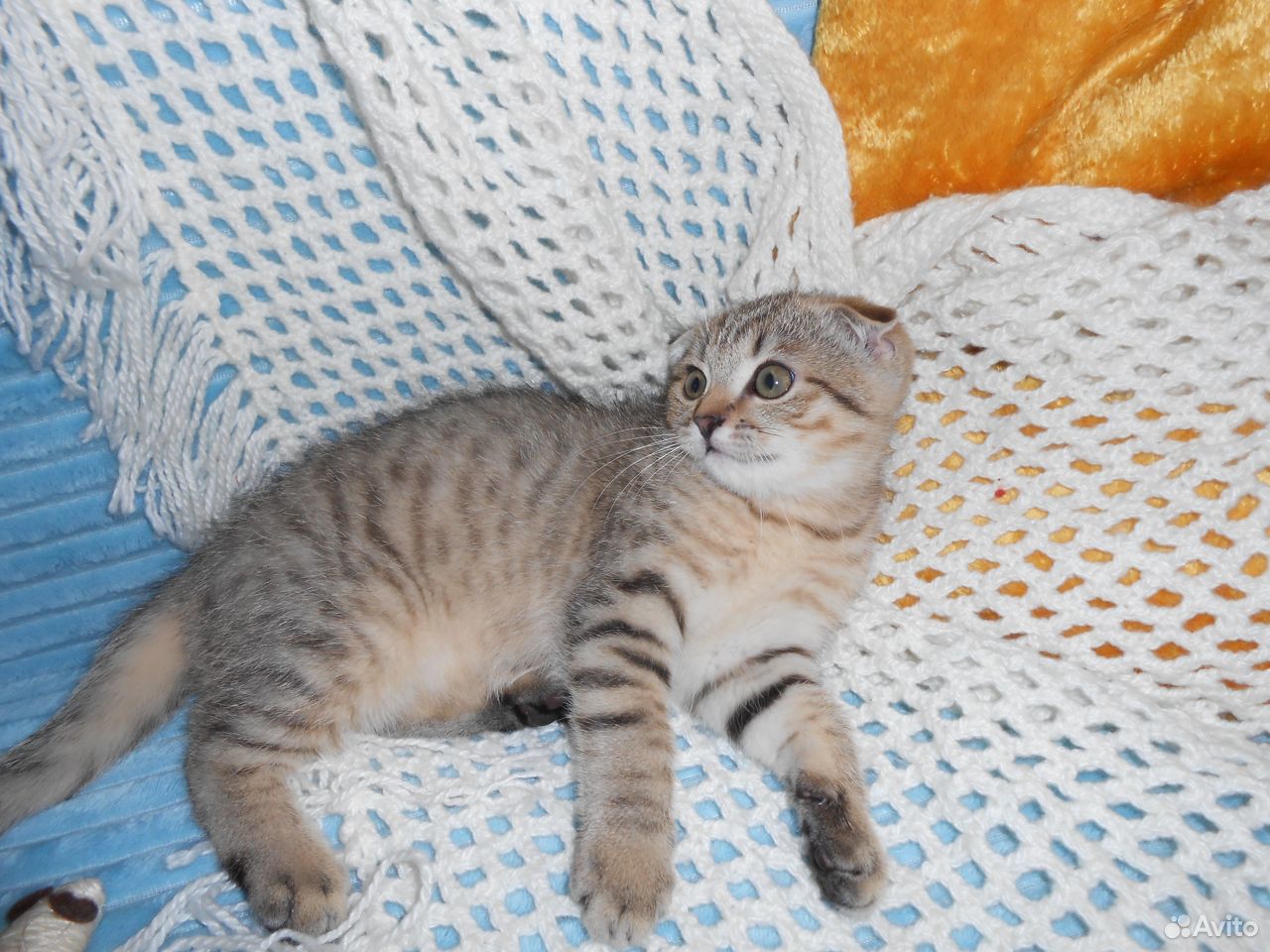 Орфей