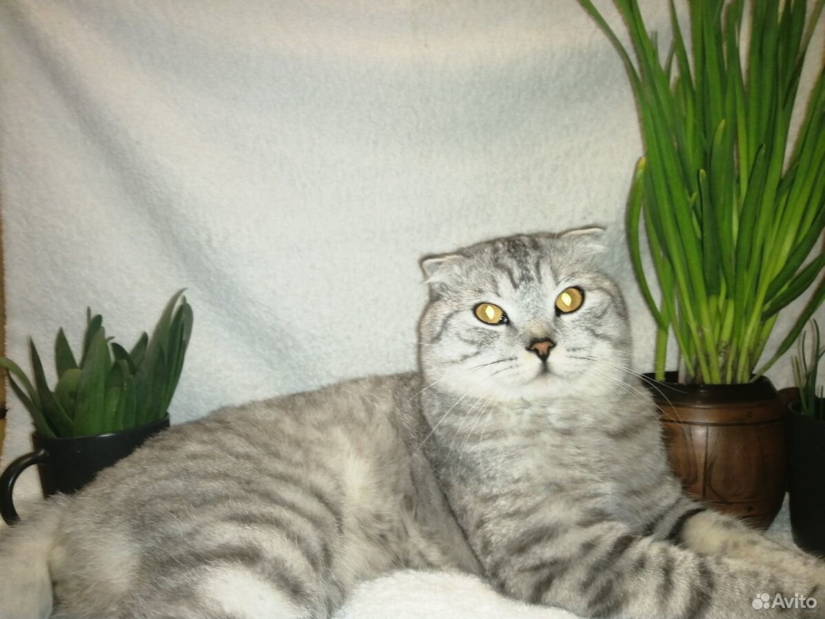 Вязка кот шотландский вислоухий