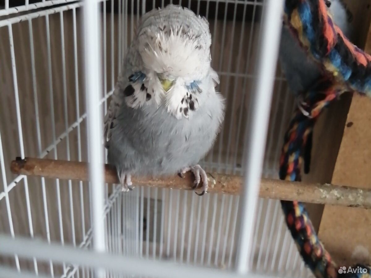 Выставочные попугаи